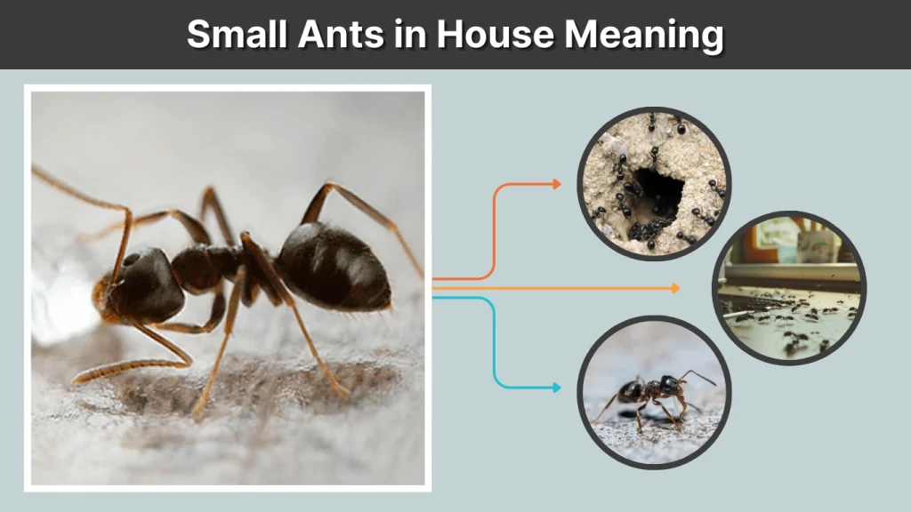 Small Ants in the House: Causes, Types, how to get rid