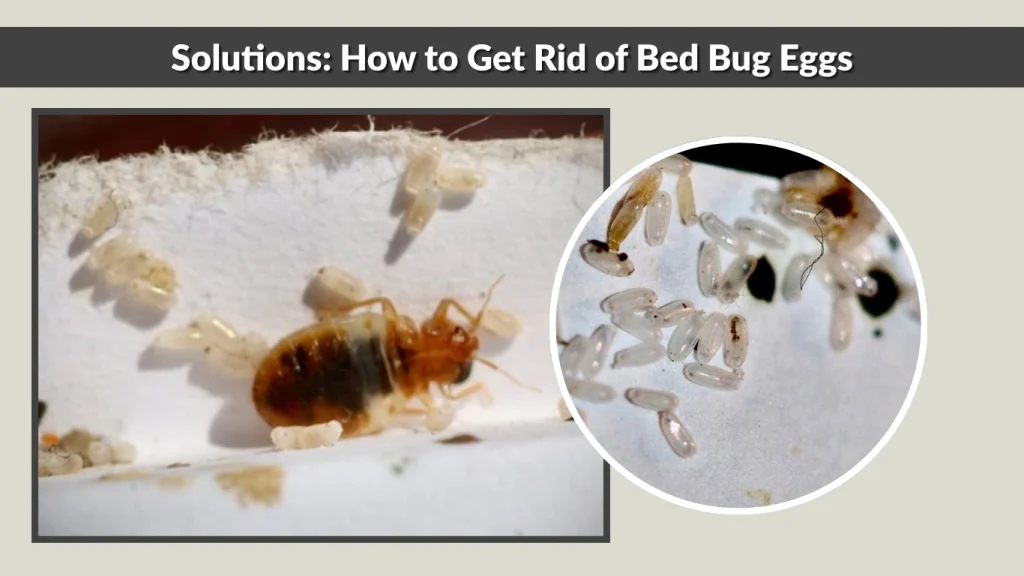 What Do Bed Bug Eggs Look Like? Identification and Solutions