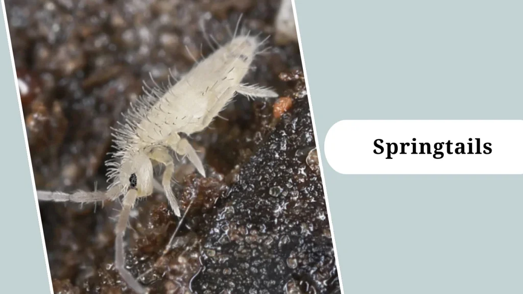 12 Small Black Insects in House: Identification and Control