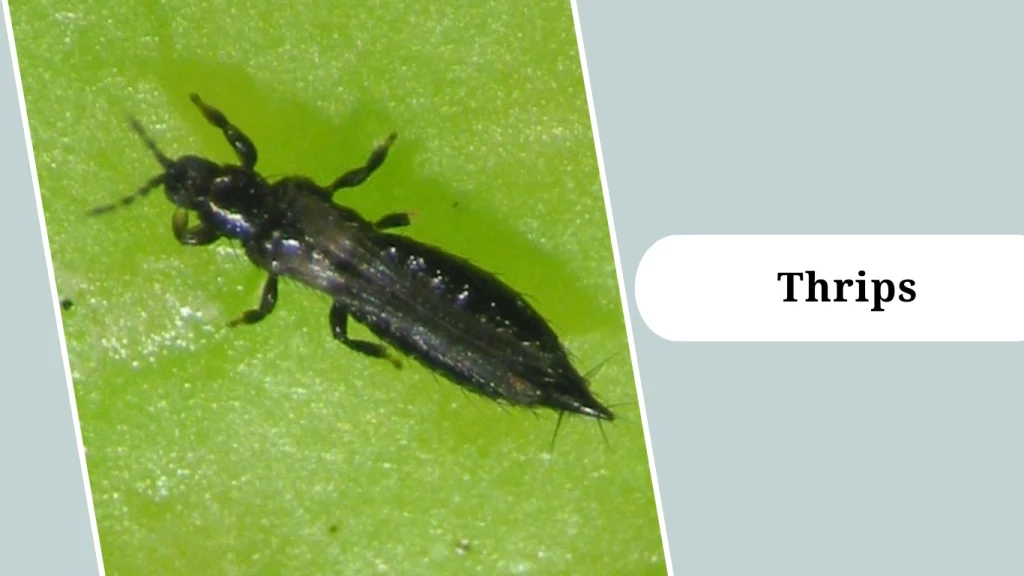 12 Small Black Insects in House: Identification and Control
