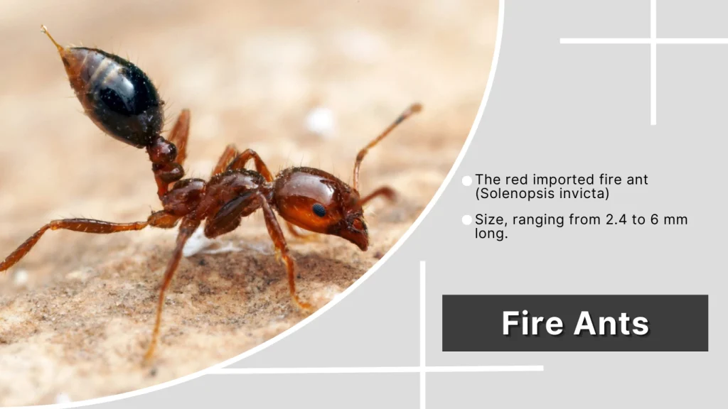 Fire Ants vs Red Ants: Differences, Bites, and Identification