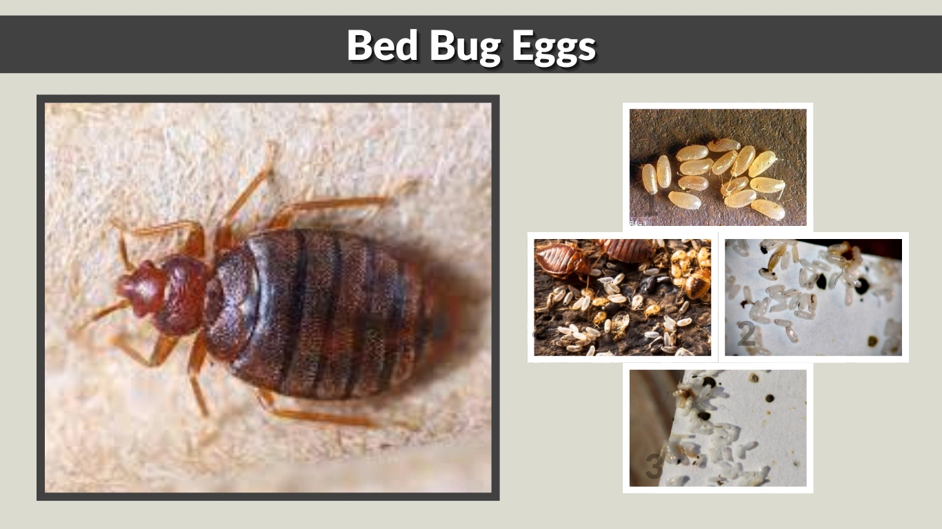 What Do Bed Bug Eggs Look Like? Identification and Solutions