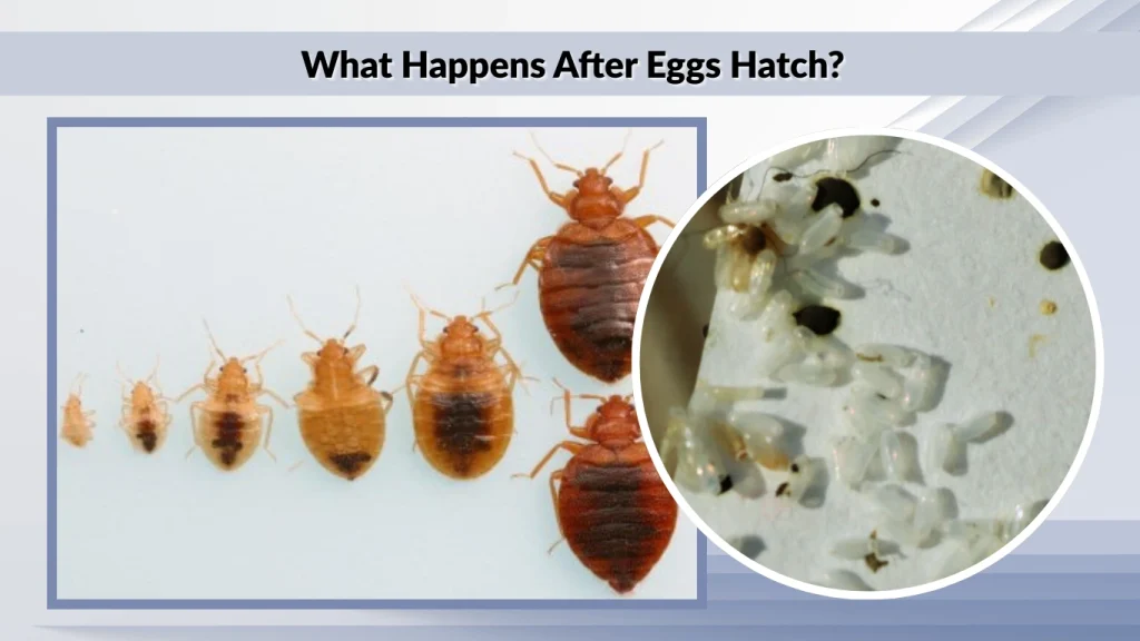 How Long Do Bed Bug Eggs Take to Hatch? Signs & Timeline