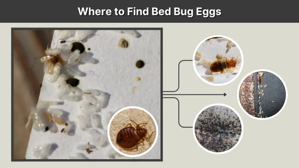 What Do Bed Bug Eggs Look Like? Identification and Solutions