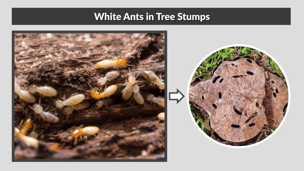 White Ants in Trees: Causes, Risks, and Effective Treatment