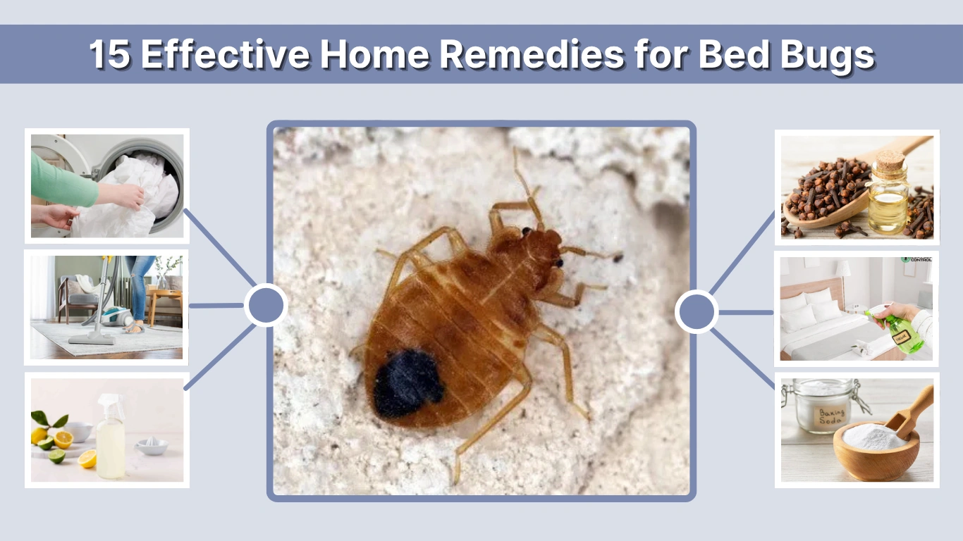 15 Effective Home Remedies for Bed Bugs That Actually Work