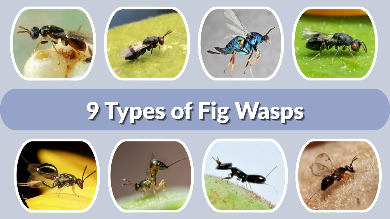 9 Types of Fig Wasps: Identification with Pictures
