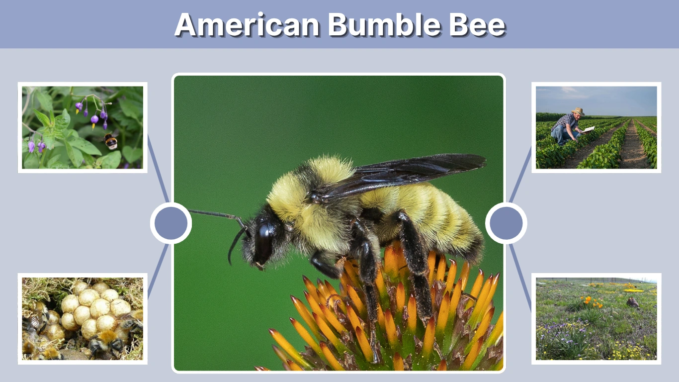 American Bumble Bee: Species Overview, Habitat, and Conservation