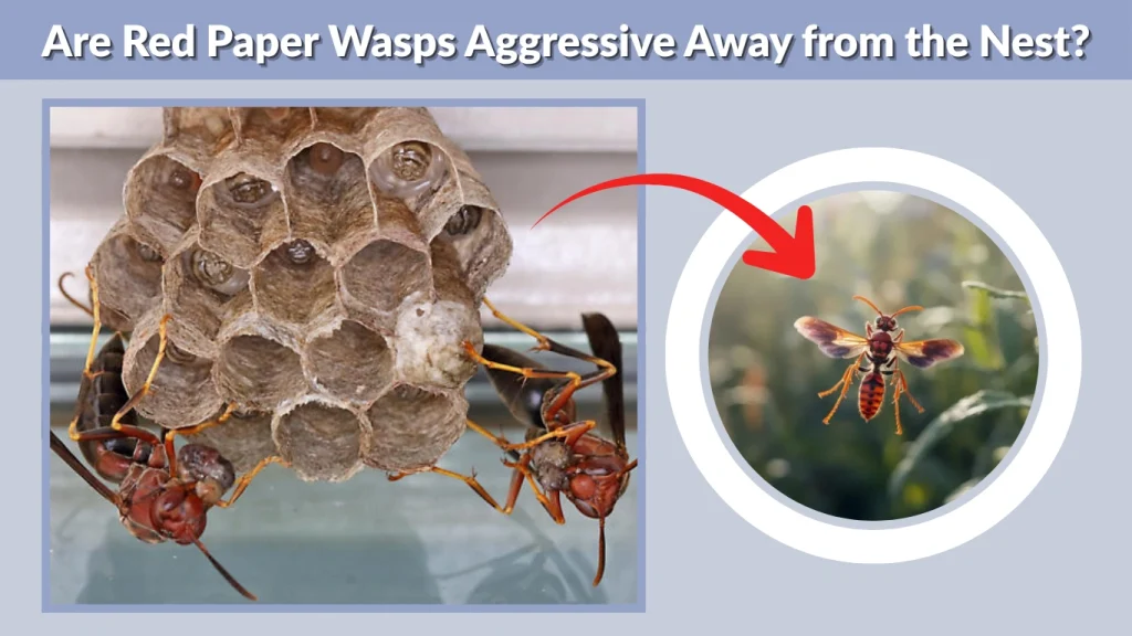 Are Red Wasps Aggressive or Dangerous? Behavior and Safety Explained