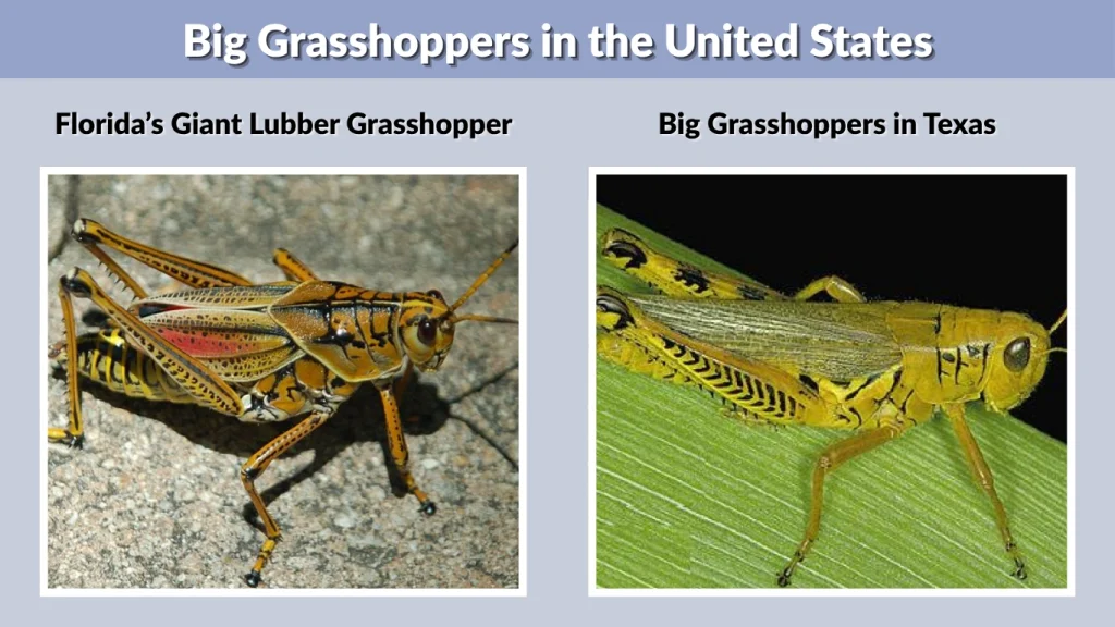 Big Grasshopper: Species, Colors, and Facts About Giant Grasshoppers