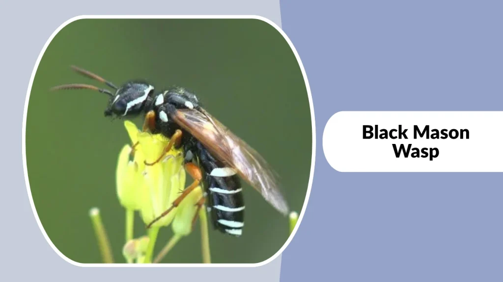 15 Types of Black Wasps: Identification with Pictures