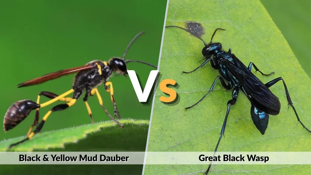 Black and Yellow Mud Dauber Wasp: Identification, Behavior, and Sting Facts