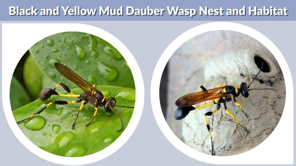 Black and Yellow Mud Dauber Wasp: Identification, Behavior, and Sting Facts