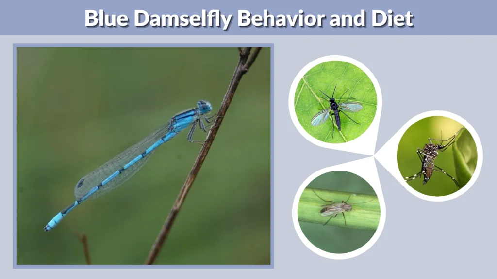 Blue Damselfly: Identification, Habitat, and Symbolism