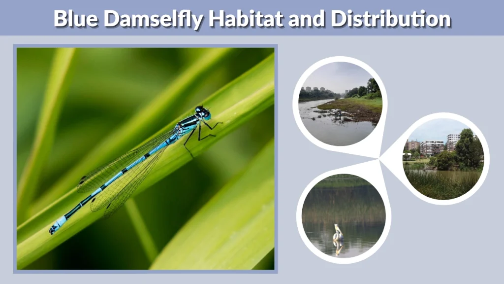 Blue Damselfly: Identification, Habitat, and Symbolism