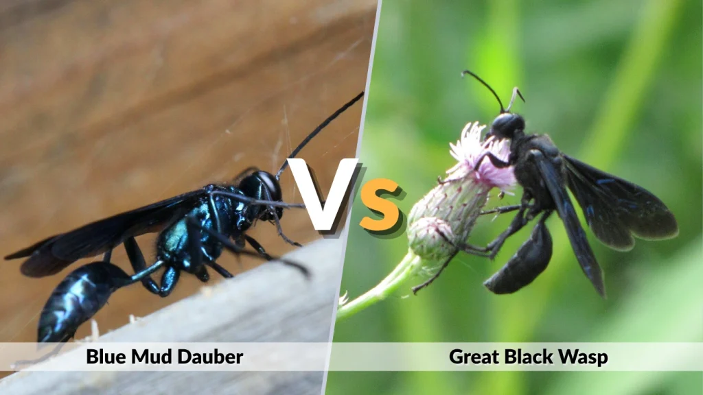 Blue Mud Dauber Wasp: Identification, Behavior, Sting, and Habitat