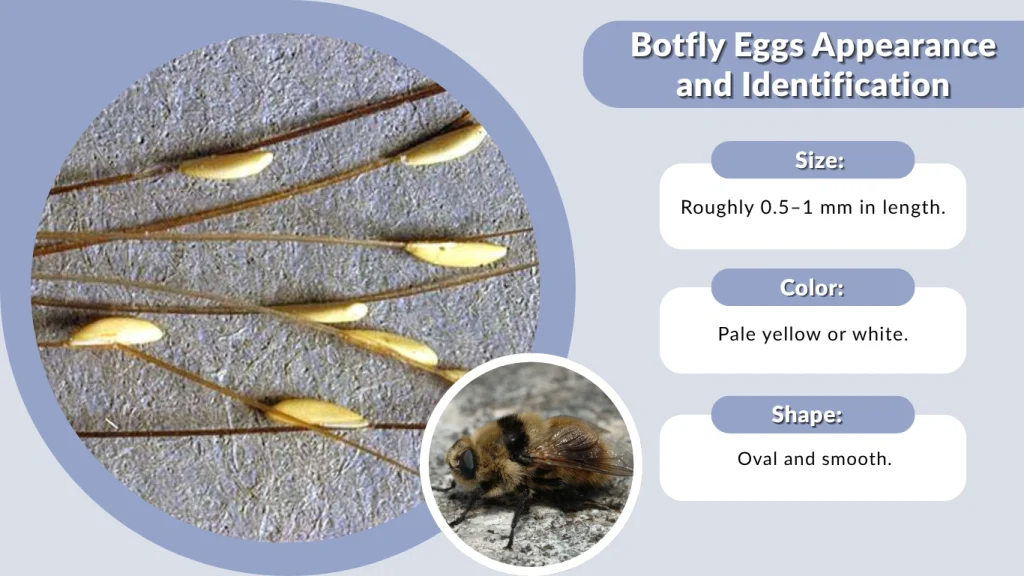 Botfly Eggs: How They Form, Spread, and Affect Humans