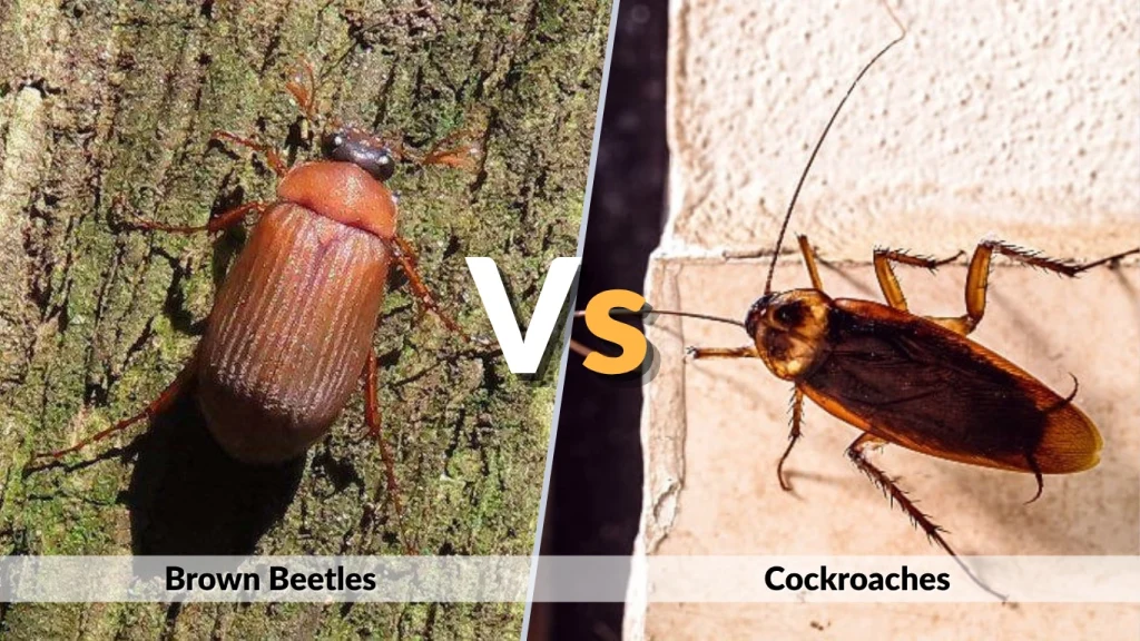 Brown Beetles: Types, Identification, and How to Get Rid of Them