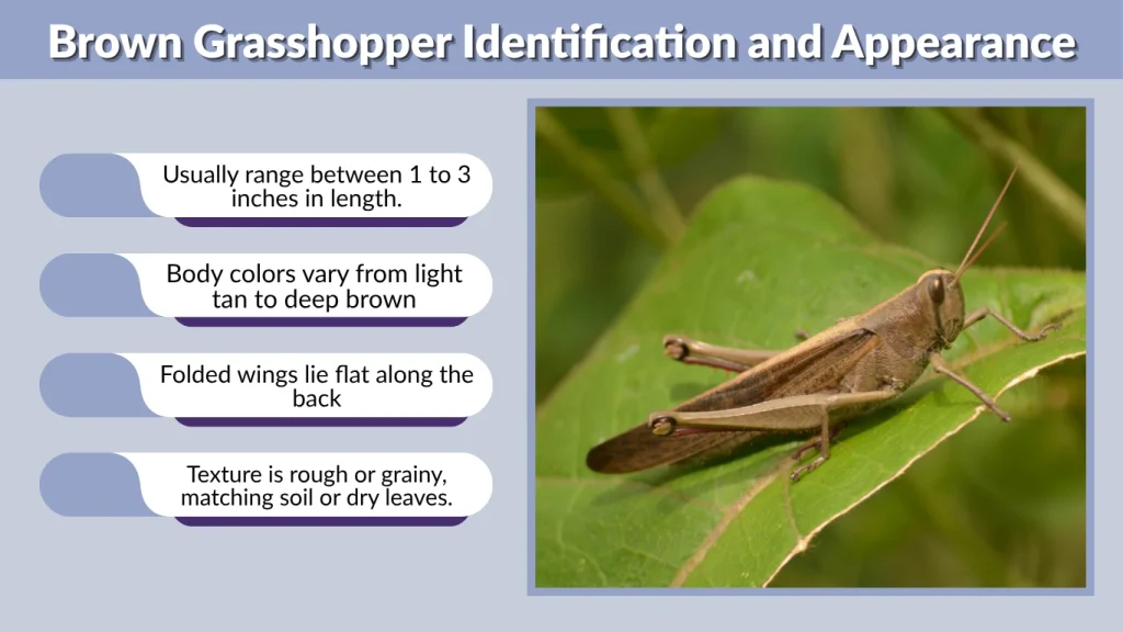 Brown Grasshopper: Identification, Meaning, and Facts
