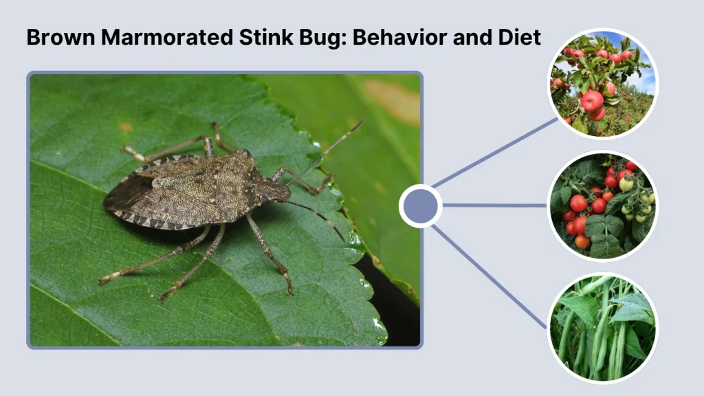Brown Marmorated Stink Bug: Identification, Life Cycle & Control