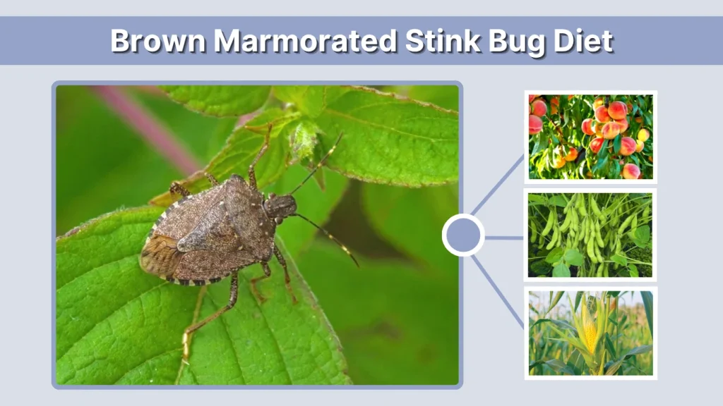 What Do Stink Bugs Eat? Diet, Habits, and Survival Indoors & Outdoors