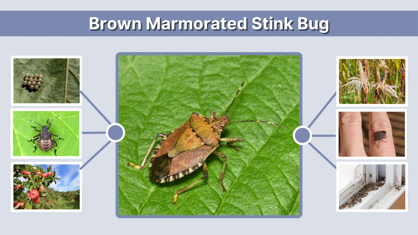 Brown Marmorated Stink Bug: Identification, Life Cycle & Control