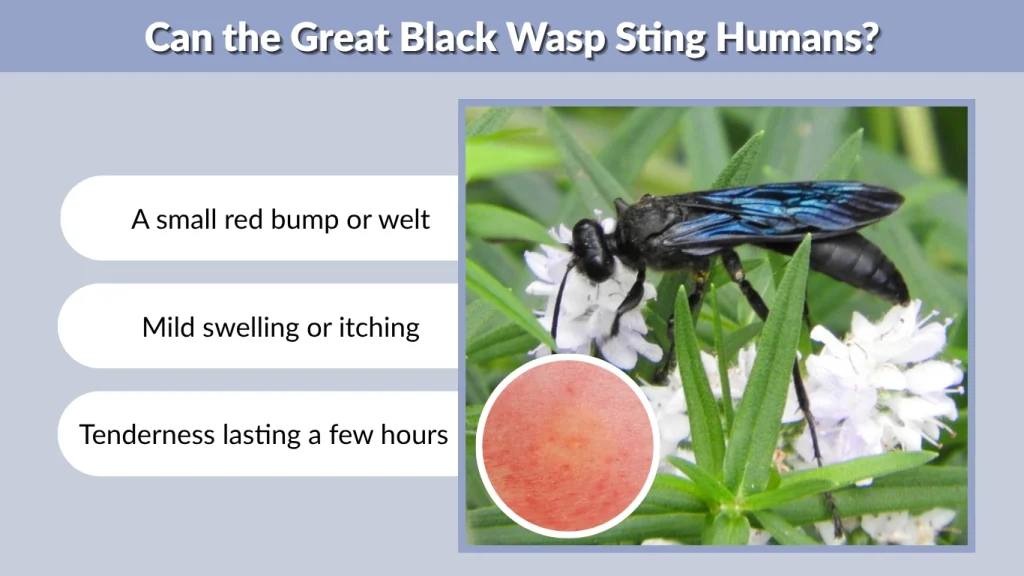 Is the Great Black Wasp Dangerous to Humans? Facts & Safety