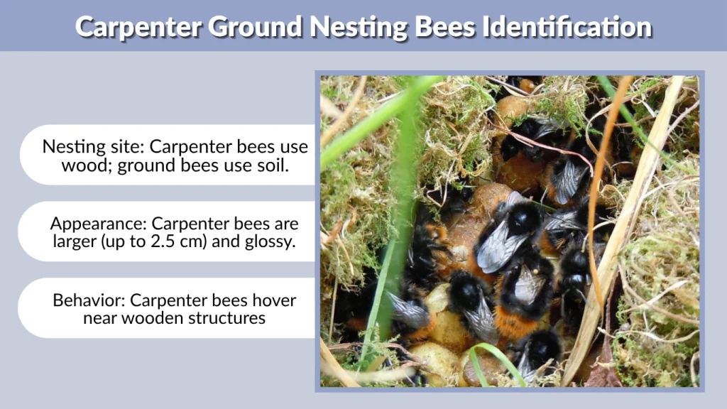 Ground Nesting Bees Identification With Pictures