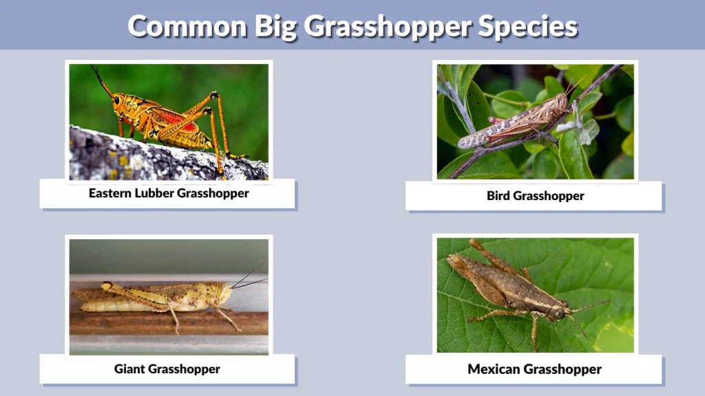 Big Grasshopper: Species, Colors, and Facts About Giant Grasshoppers