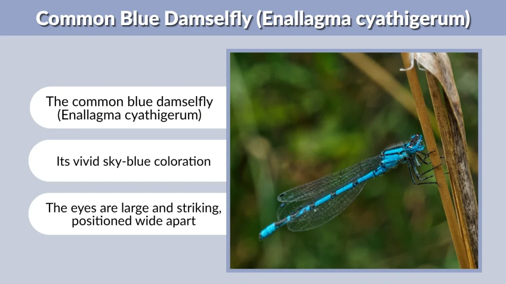 Blue Damselfly: Identification, Habitat, and Symbolism