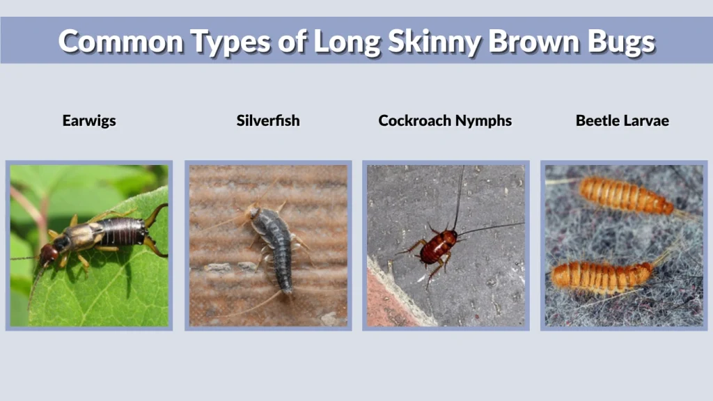 Long Skinny Brown Bugs in House: Identification, Causes & Removal