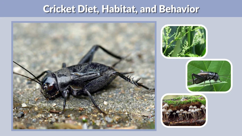 Cricket Life Cycle: Stages, Lifespan, and Interesting Facts