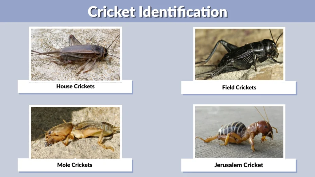 Cricket Life Cycle: Stages, Lifespan, and Interesting Facts