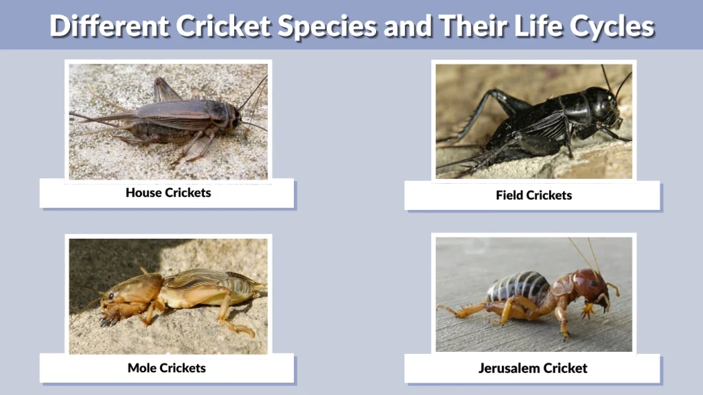 Cricket Life Cycle: Stages, Lifespan, and Interesting Facts