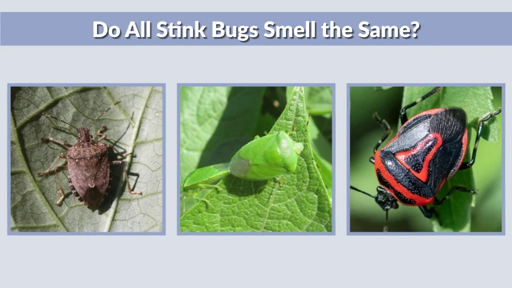 What Do Stink Bugs Smell Like and How to Get Rid of the Odor