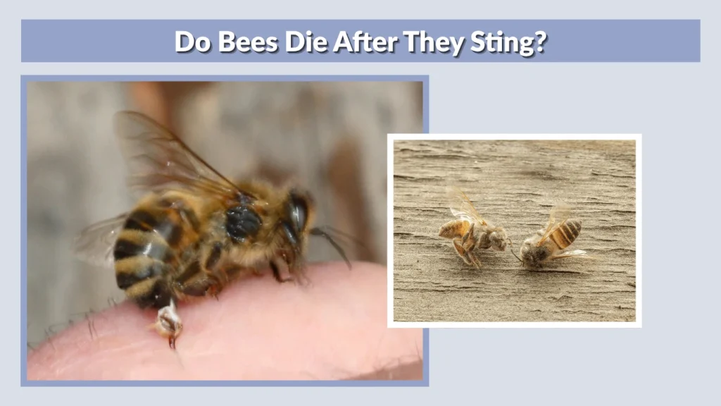 Do Bees Die After They Sting? Everything You Need to Know