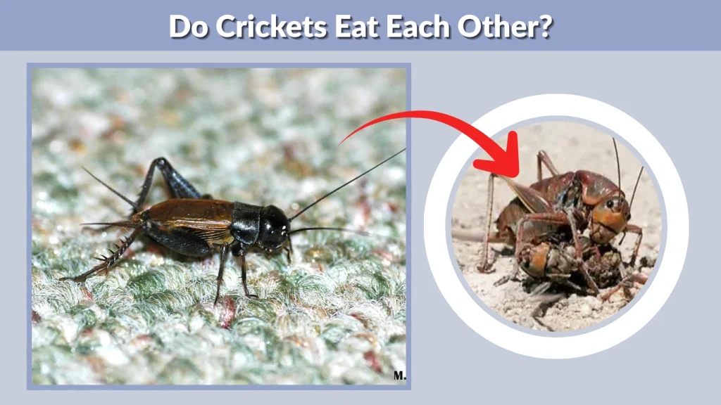 What Do Crickets Eat? Diet, Predators, and Nutrition Facts