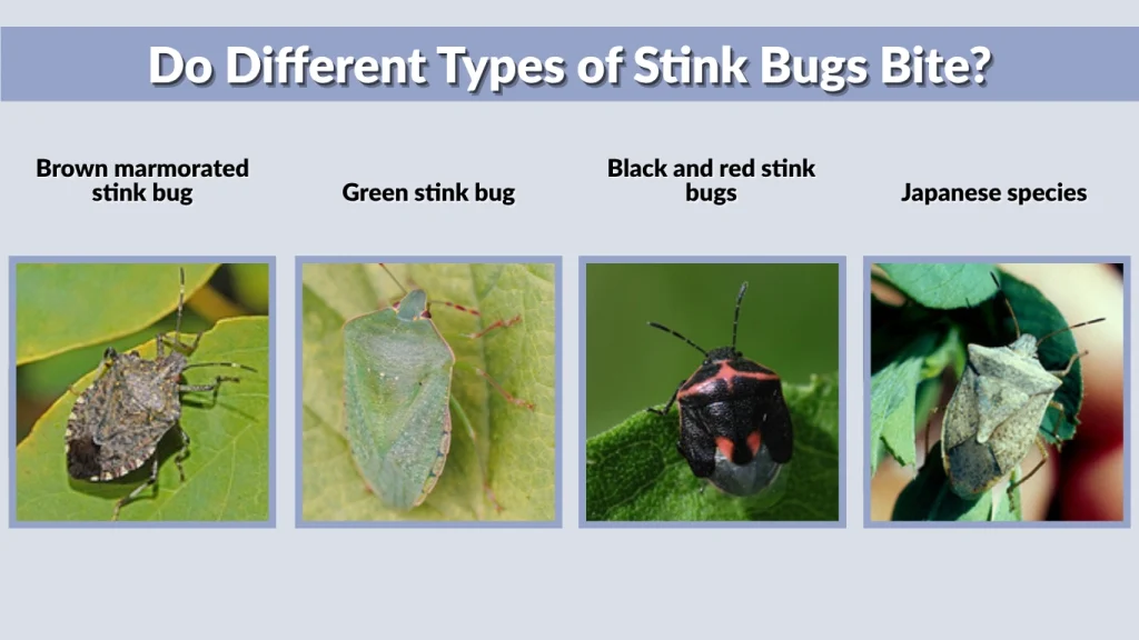 Do Stink Bugs Bite? Facts, Myths, and What to Do If You Get One