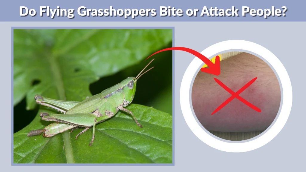 Do Grasshoppers Fly? Facts About Their Flight, Sound, and Behavior