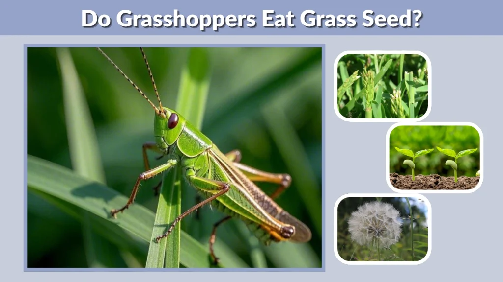 Do Grasshoppers Eat Grass? Types, Behavior, and Feeding Facts