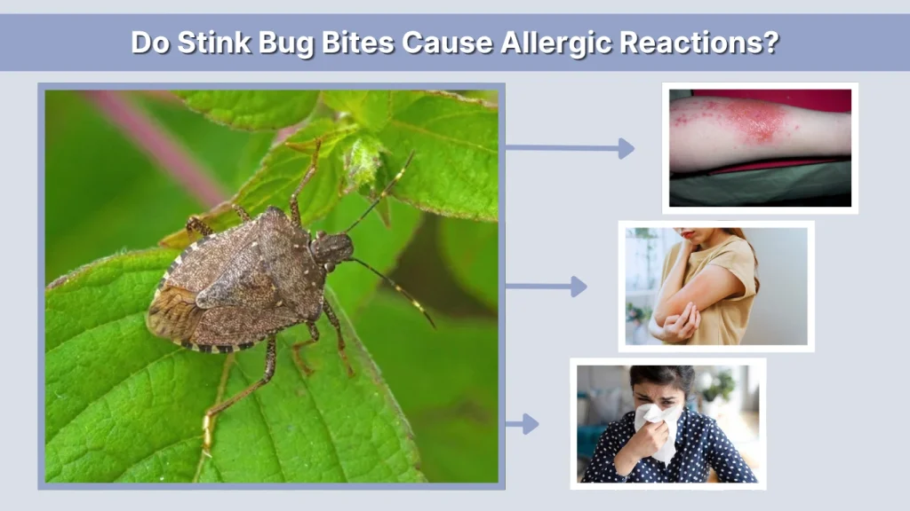 Do Stink Bugs Bite? Facts, Myths, and What to Do If You Get One