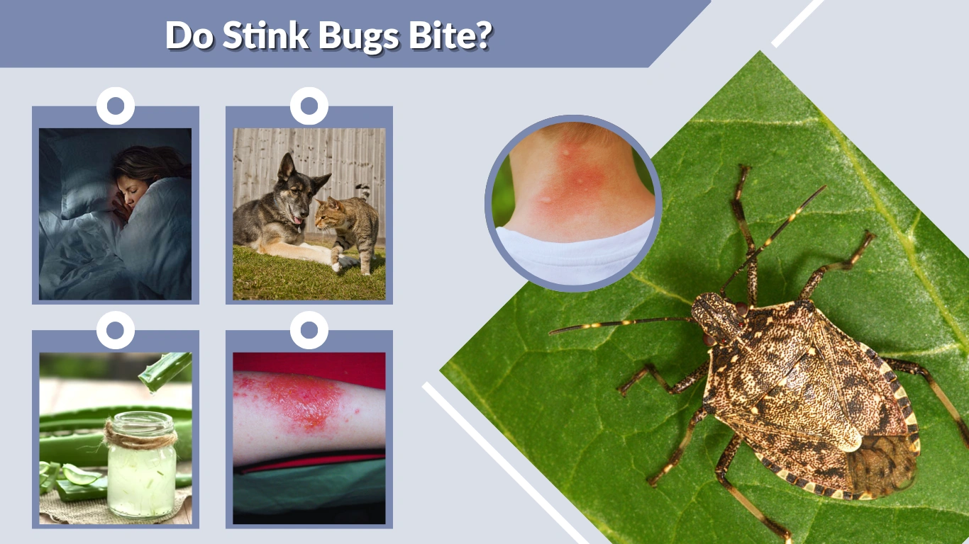 Do Stink Bugs Bite? Facts, Myths, and What to Do If You Get One