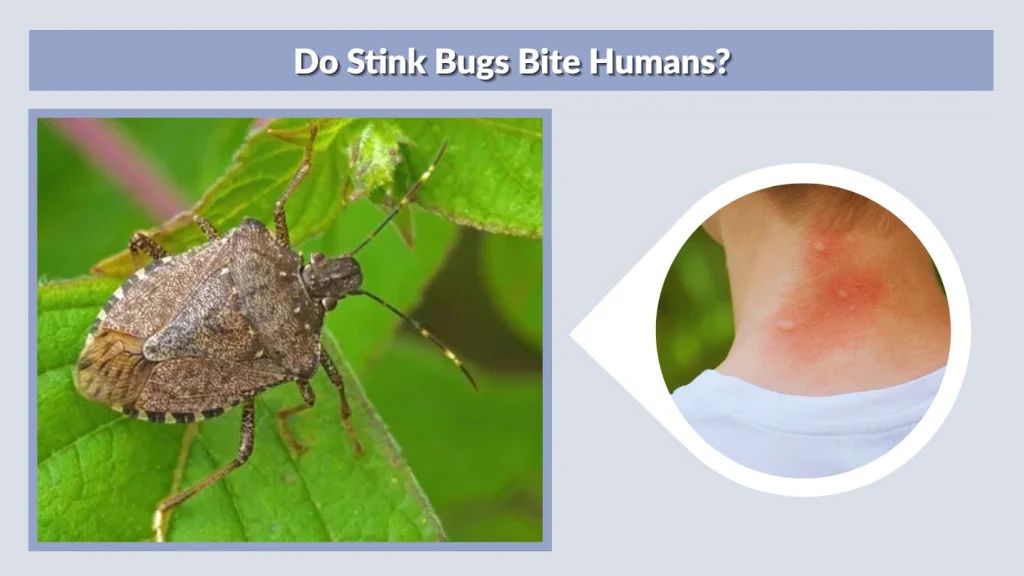 Do Stink Bugs Bite? Facts, Myths, and What to Do If You Get One