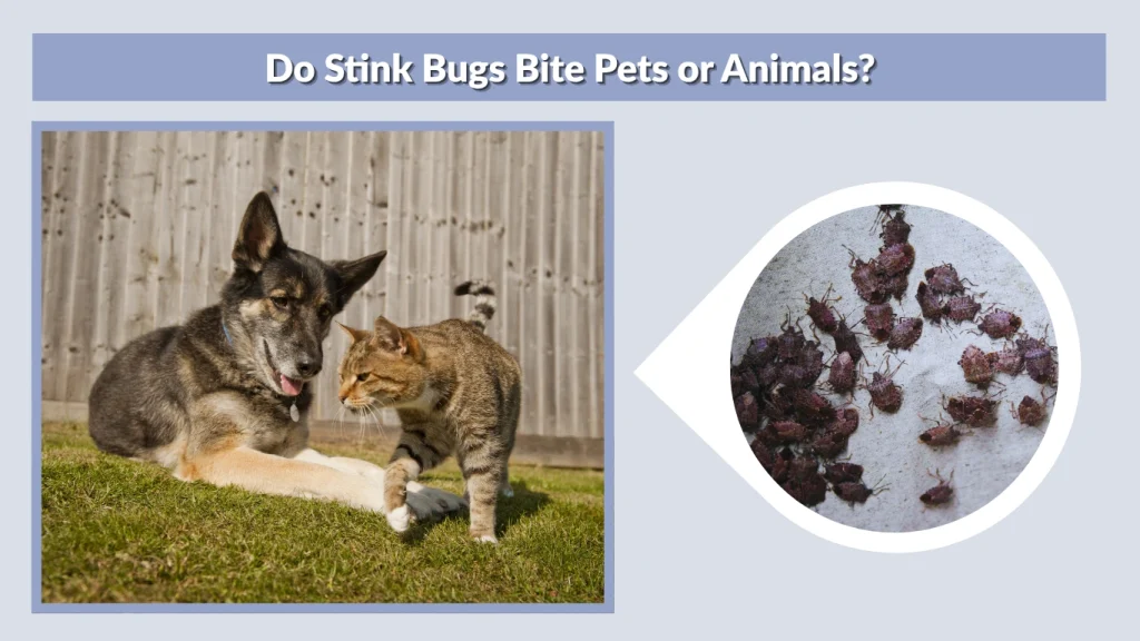 Do Stink Bugs Bite? Facts, Myths, and What to Do If You Get One