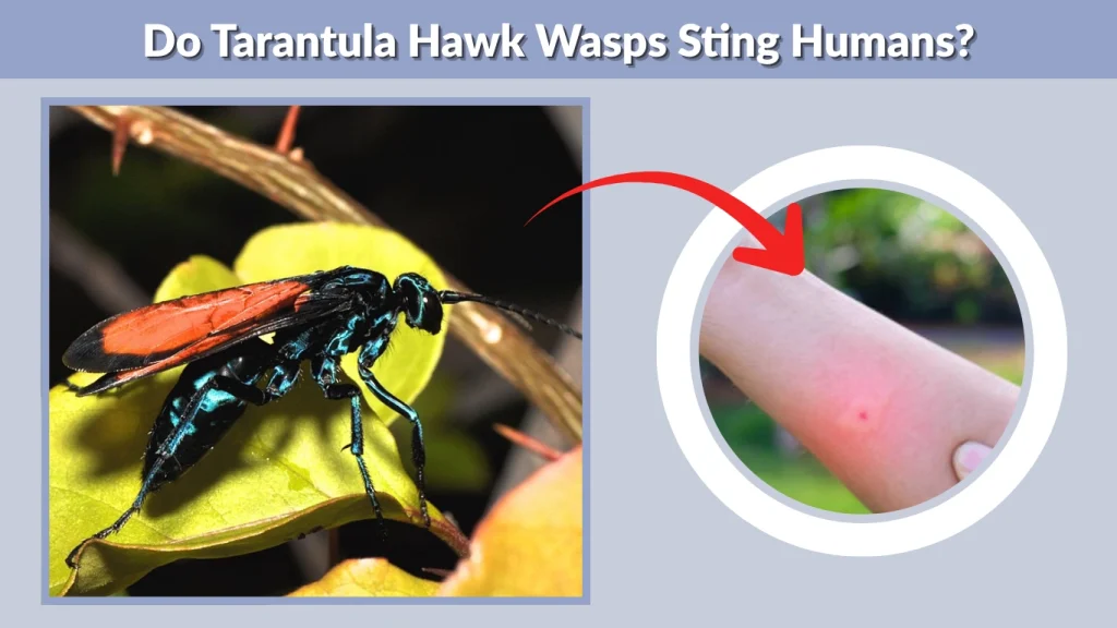 Tarantula Hawk Wasp Sting: Pain, Symptoms, and Treatment