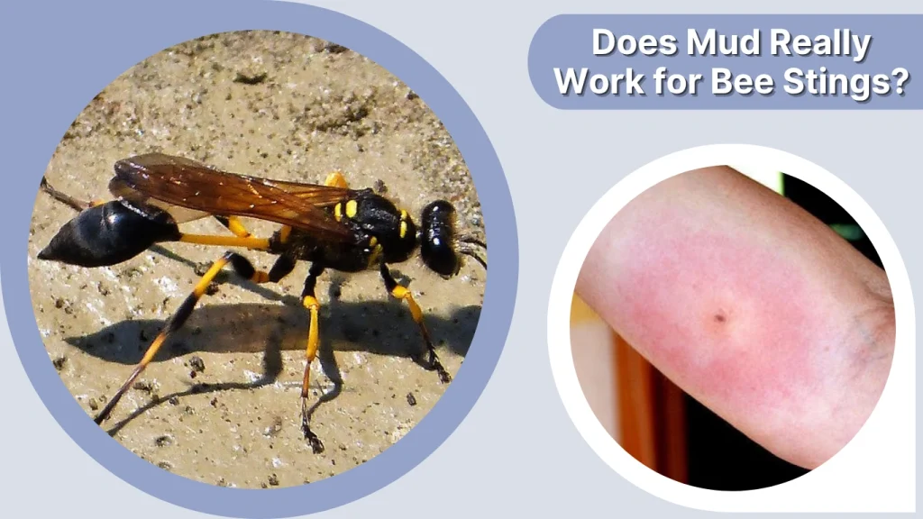 Does Mud Help with Bee Stings? Natural Relief or Myth?