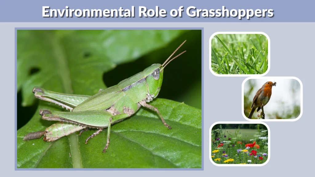Do Grasshoppers Eat Grass? Types, Behavior, and Feeding Facts