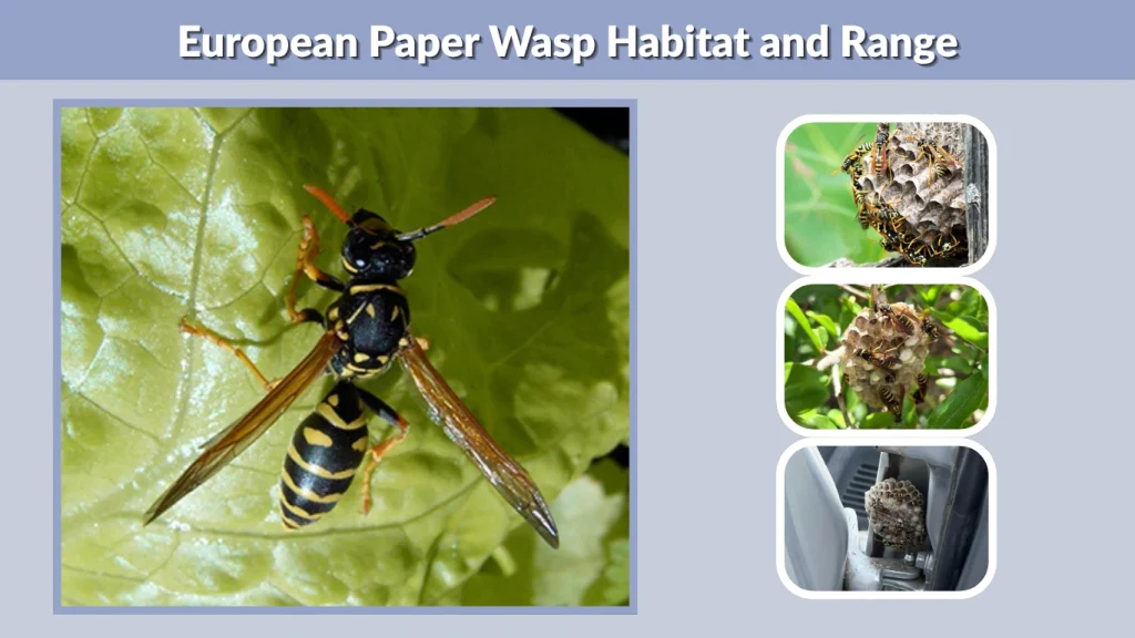 European Paper Wasp: Identification, Behavior, and Control Guide