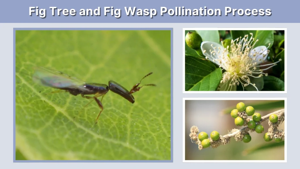 Fig Tree and Fig Wasp: Nature’s Perfect Pollination Partnership