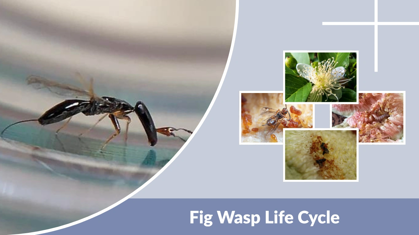 Fig Wasp Life Cycle: Stages, Lifespan, and Pollination Process